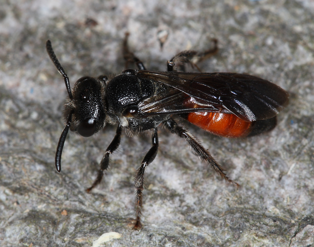 Sphecodes gibbus | BWARS